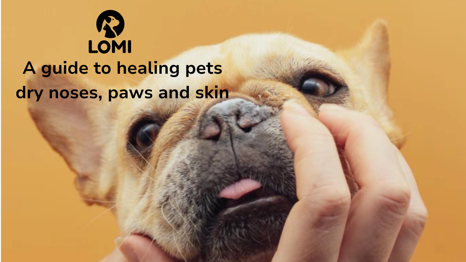 Get your dog ready for autumn - Take care of the paws with our natural ...